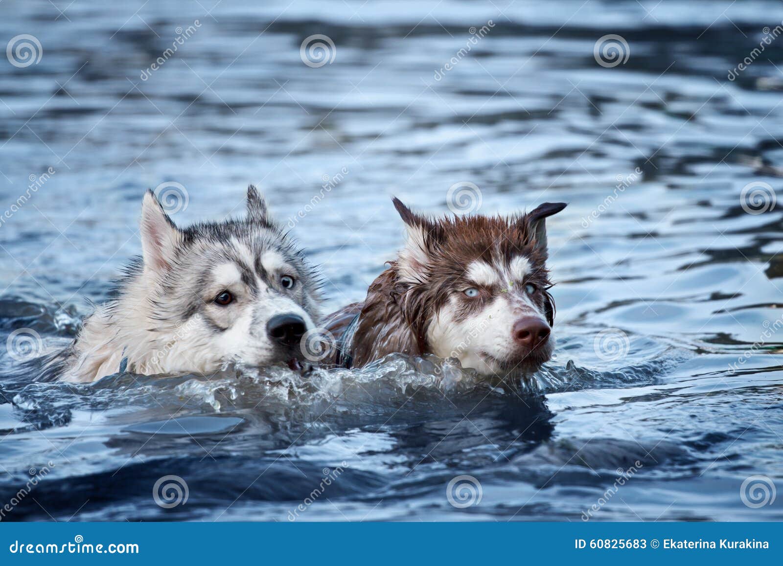 Two husky dog swiming stock image. Image of outdoor, black - 60825683