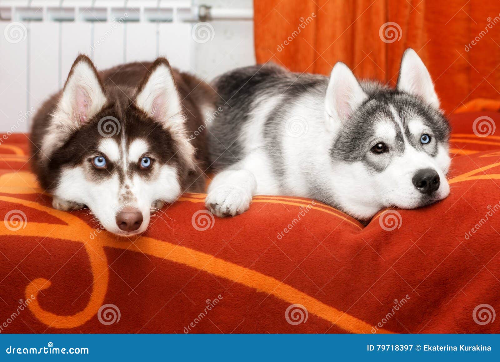 Two husky dogs stock image. Image of canine, eyes, breed - 79718397