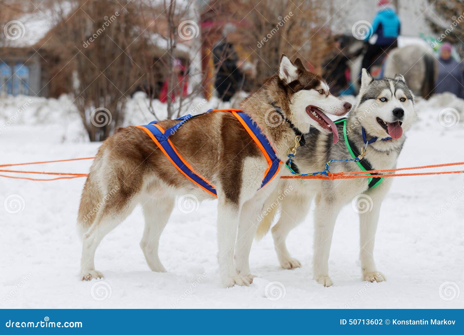Two husky stock photo. Image of winter, domestic, pets - 50713602