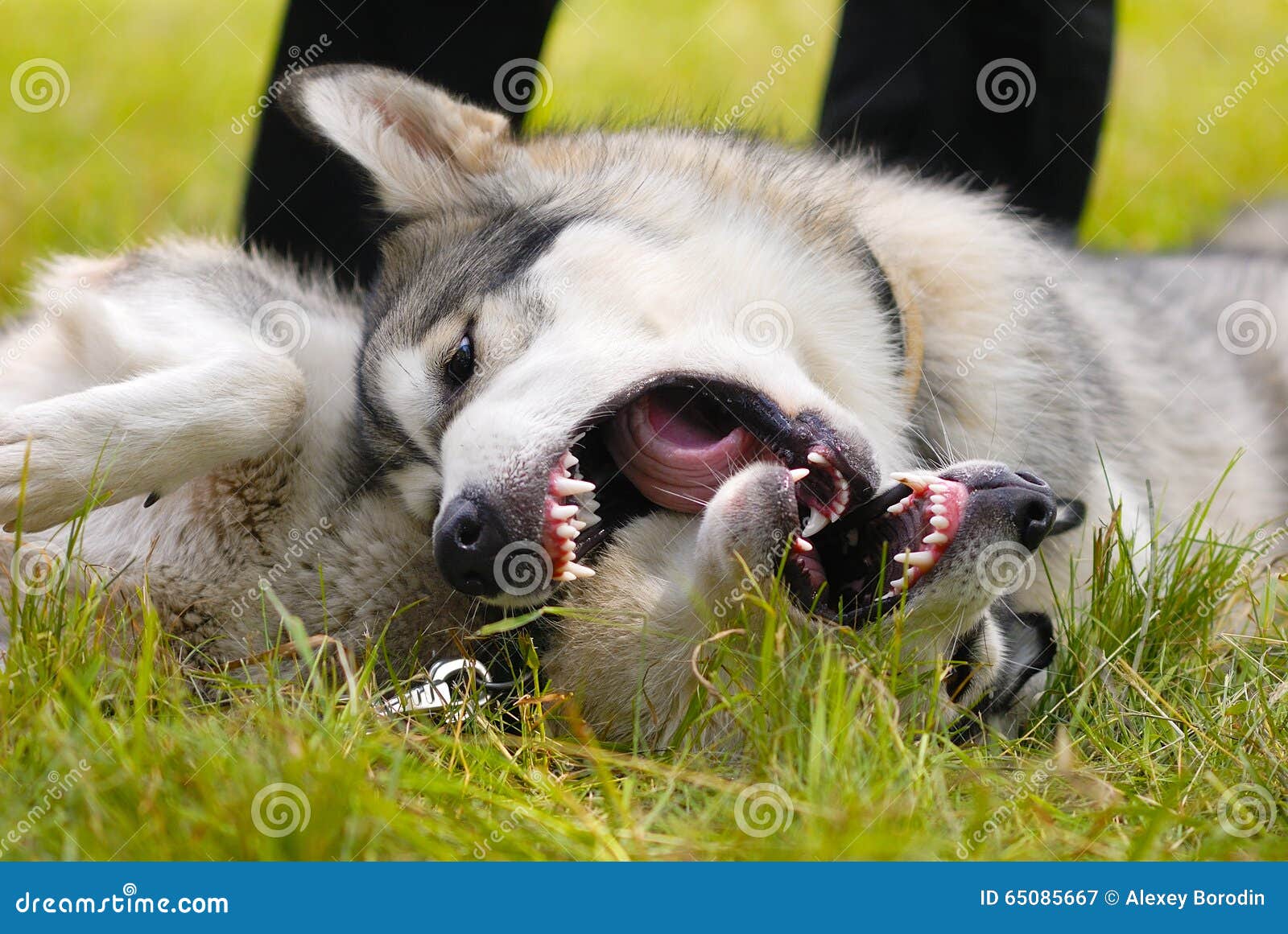 Two Husky Dogs Play and Bite in Green Grass Stock Image - Image of face ...