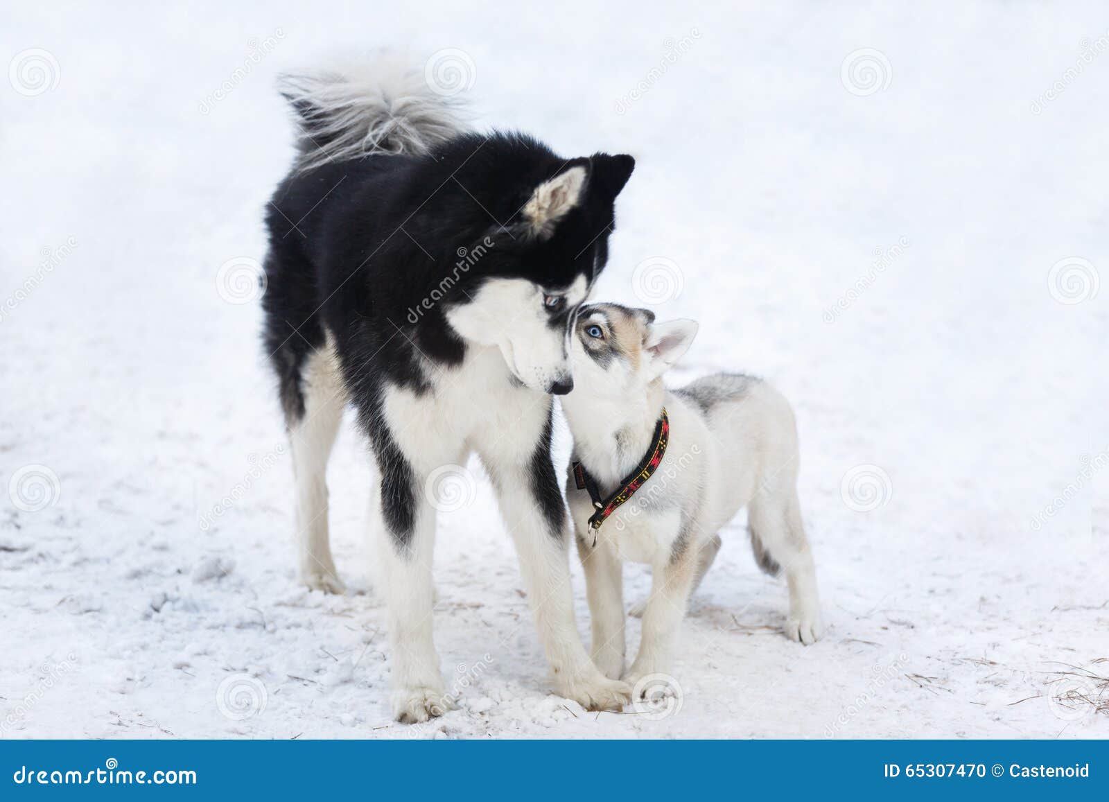 Two husky dogs stock photo. Image of outdoor, carnivore - 65307470