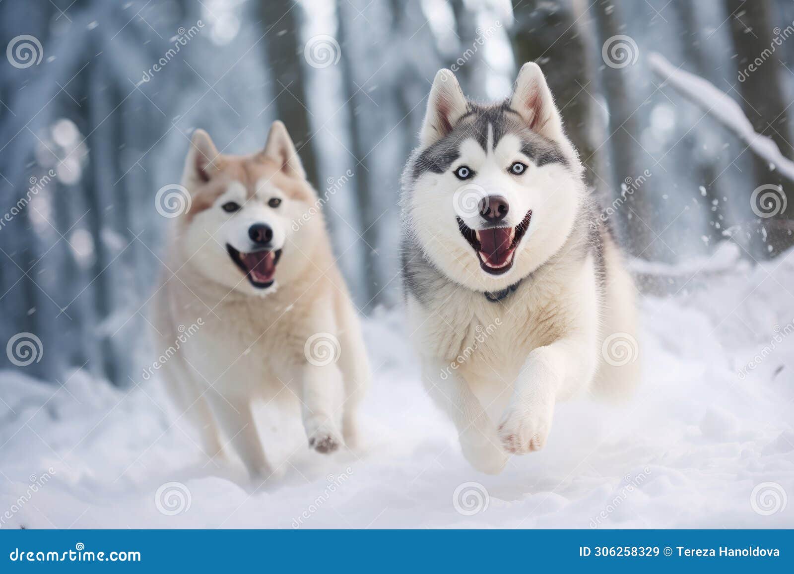 Two Husky Dogs Running in the Snow Stock Illustration - Illustration of ...