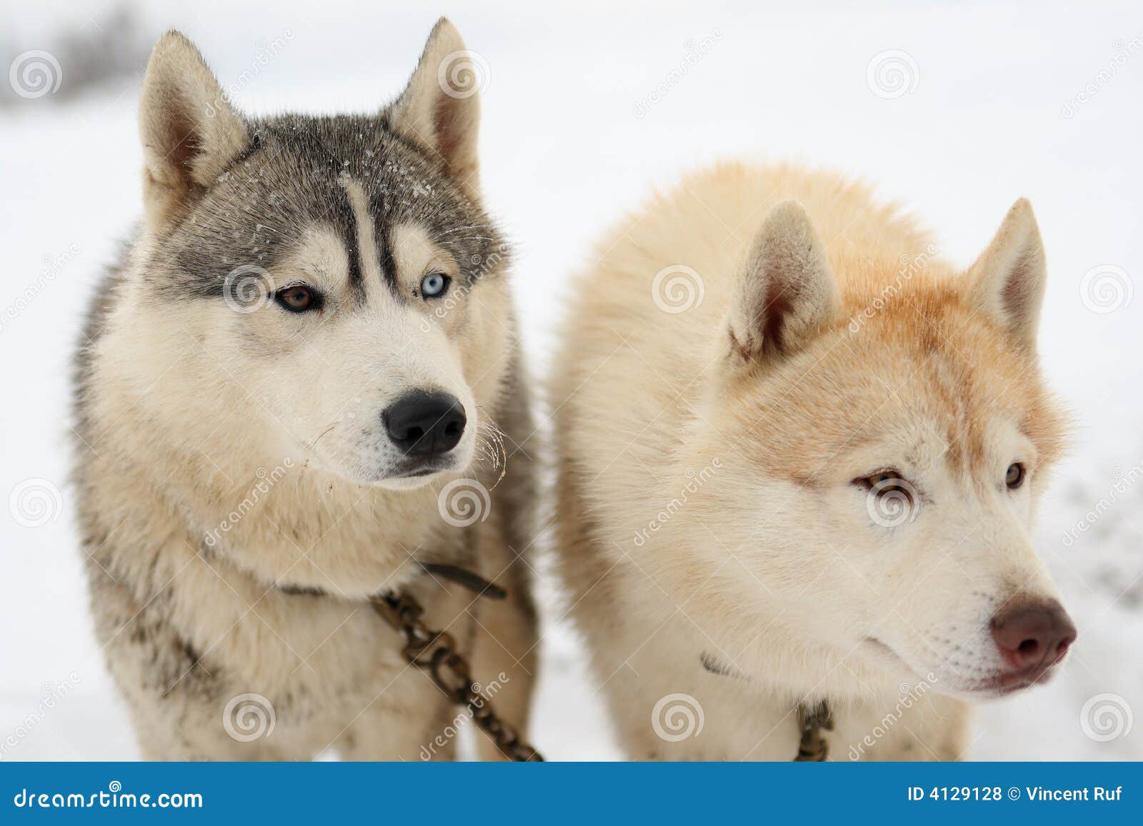 Two husky dogs in snow stock photo. Image of hounds, together - 4129128
