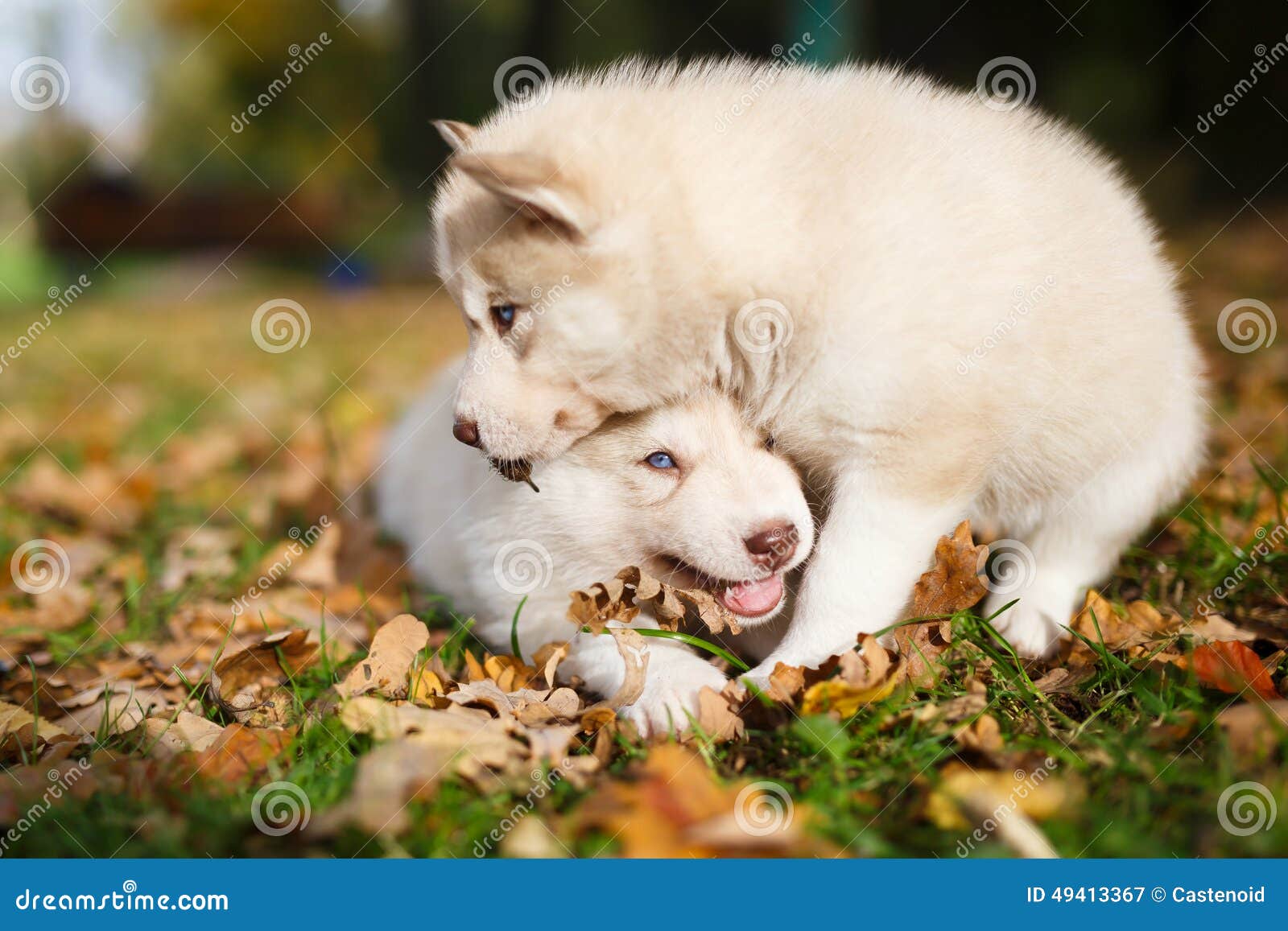 Two husky puppy stock image. Image of alaskan, outdoor - 49413367