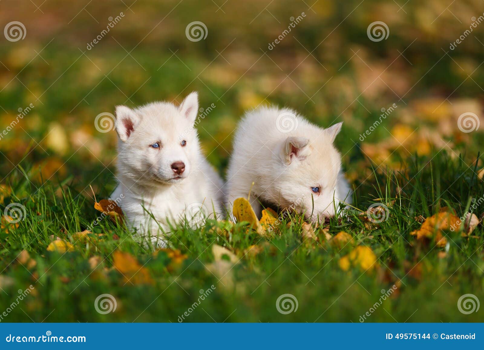 Two husky puppy stock photo. Image of little, outdoor - 49575144