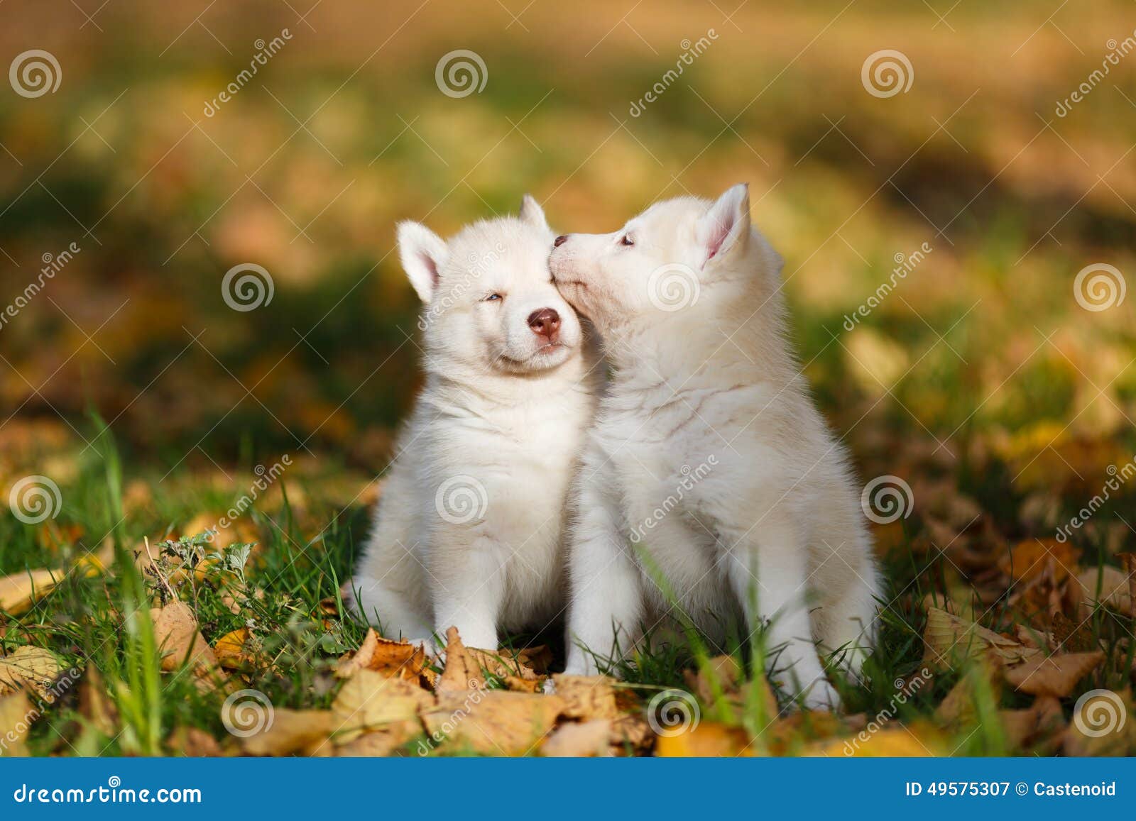 Two husky puppy stock image. Image of polar, outside - 49575307