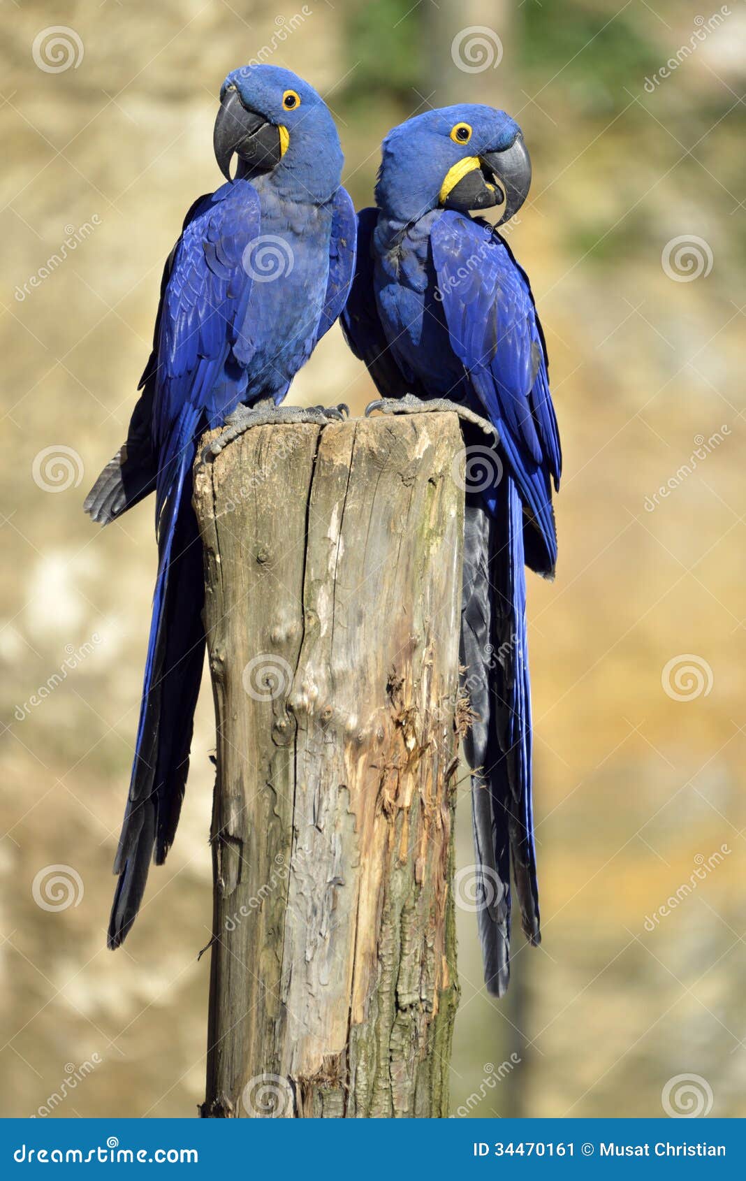 Two Hyacinth macaws stock image. Image of rare, nature - 34470161