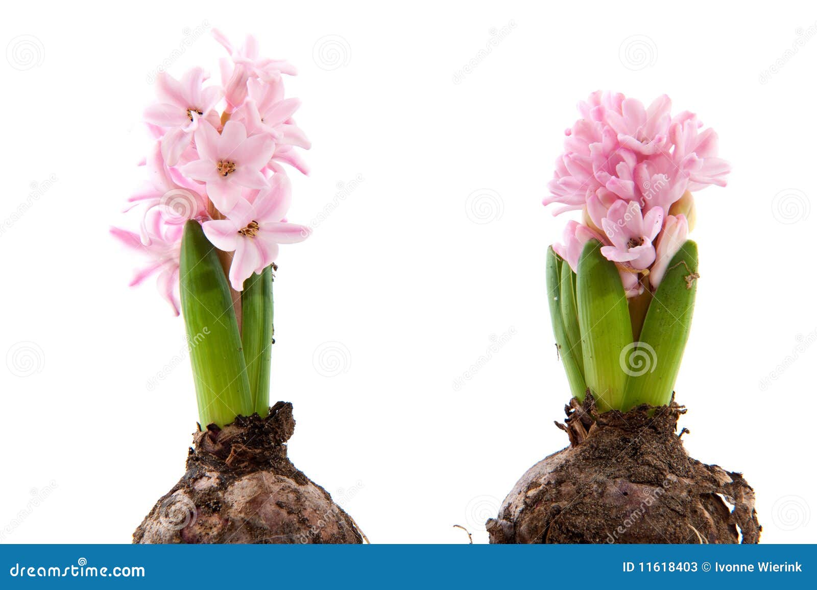 Two hyacinths stock image. Image of pink, springtime - 11618403