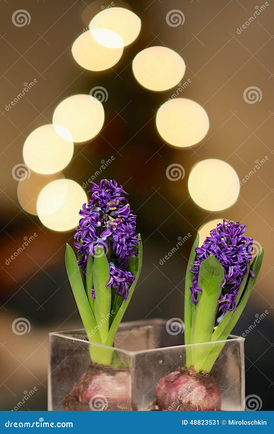 Two Hyacinths with Christmas Tree Lights Stock Image - Image of ...
