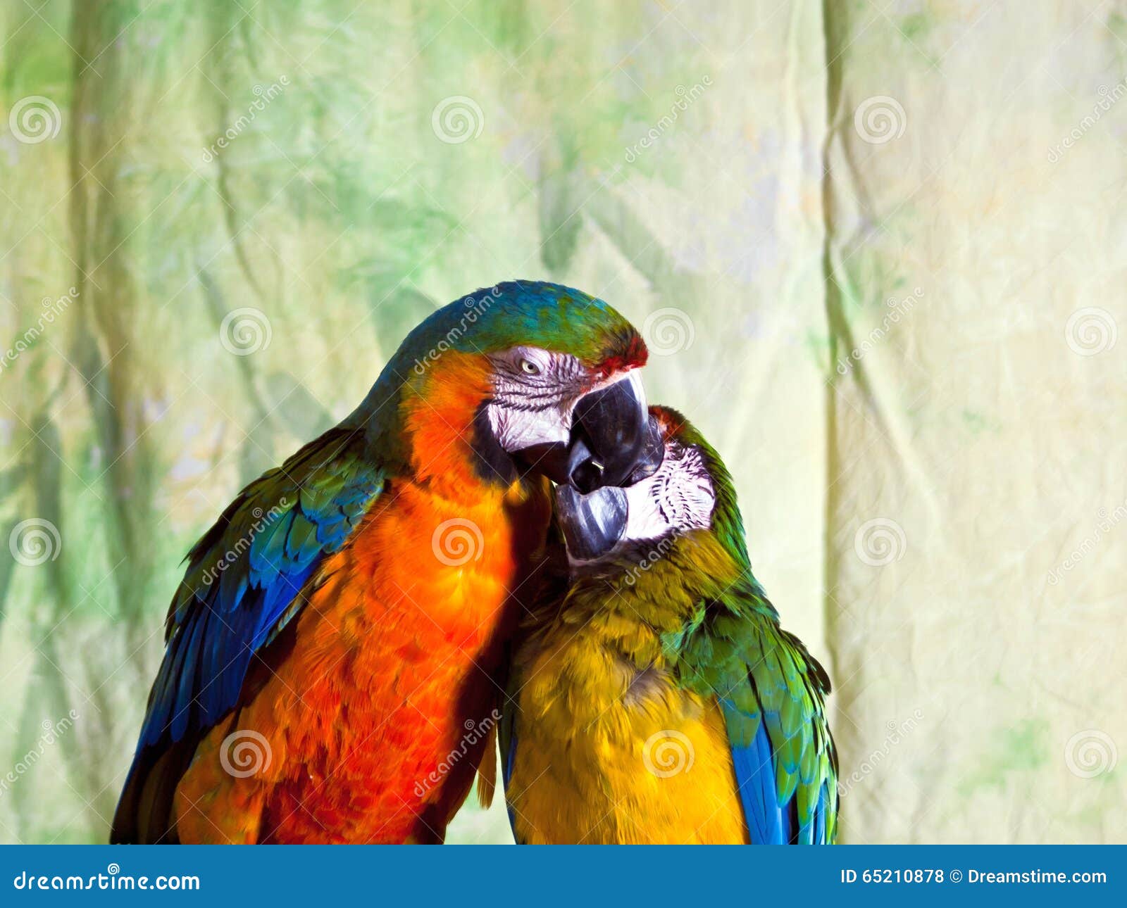Two hybrid macaws kissing. stock photo. Image of large - 65210878