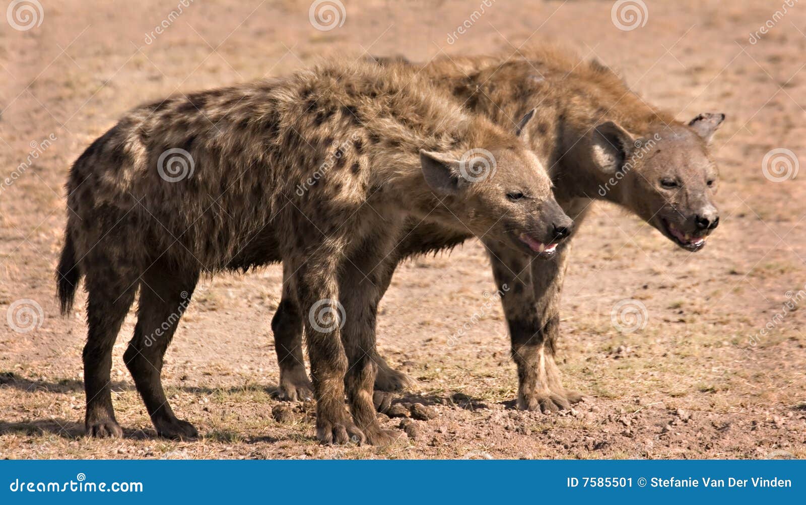 Two hyenas stock image. Image of crocuta, carnivore, animal - 7585501
