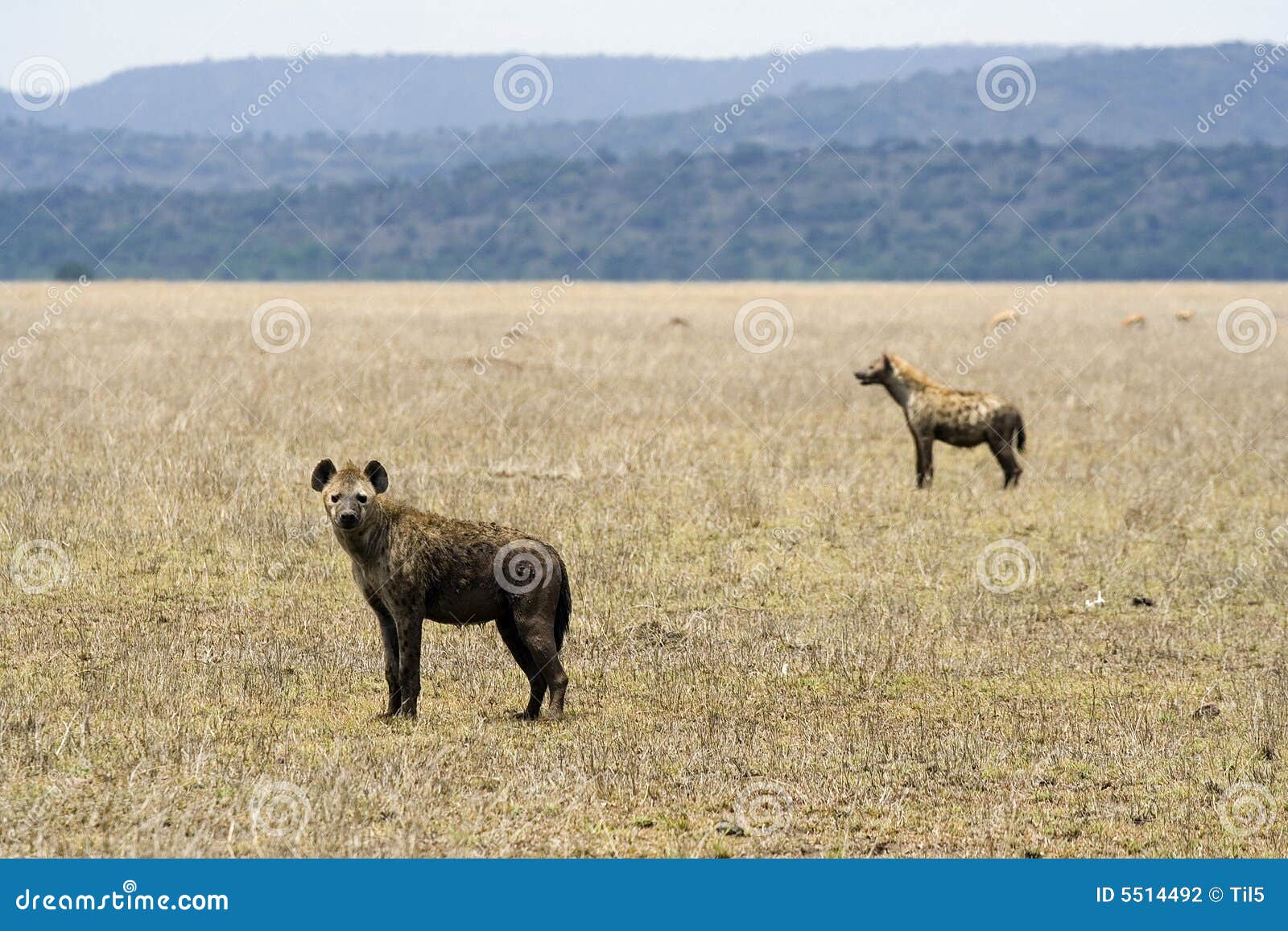 Two Hyenas Standing, Watching Stock Photo - Image of look, savannah ...