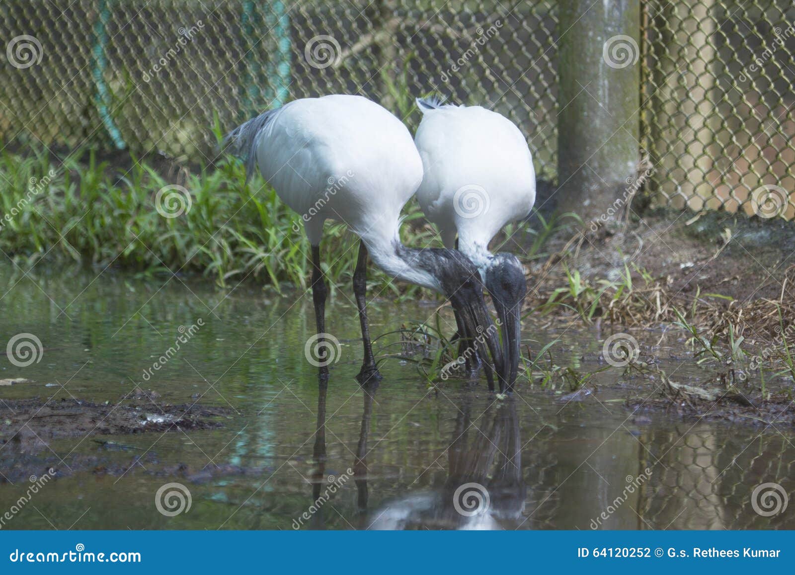 Two ibis stock photo. Image of standing, park, ibis, pelican - 64120252