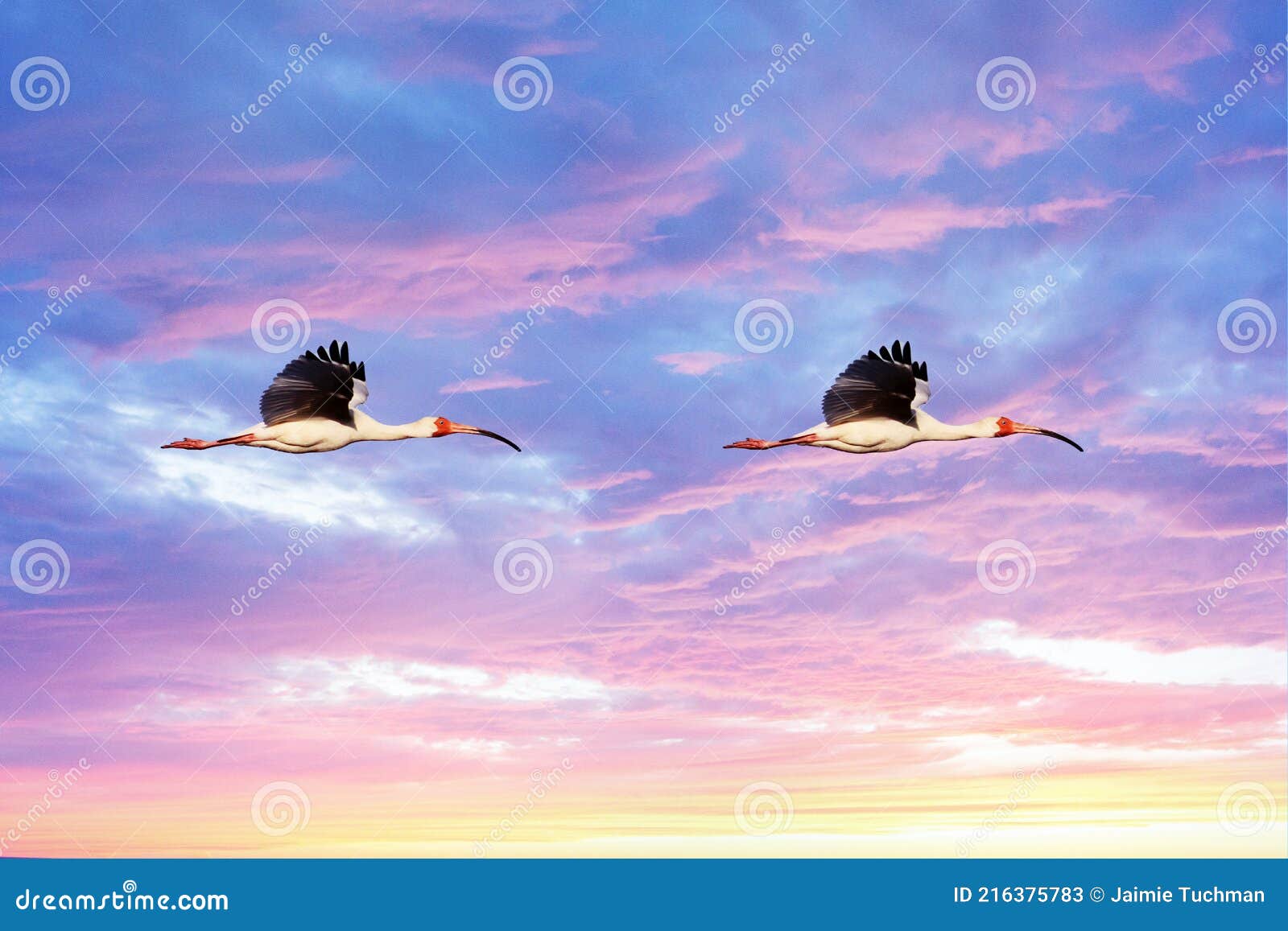 Two Ibis Flying in the Blue Sky Stock Image - Image of american ...