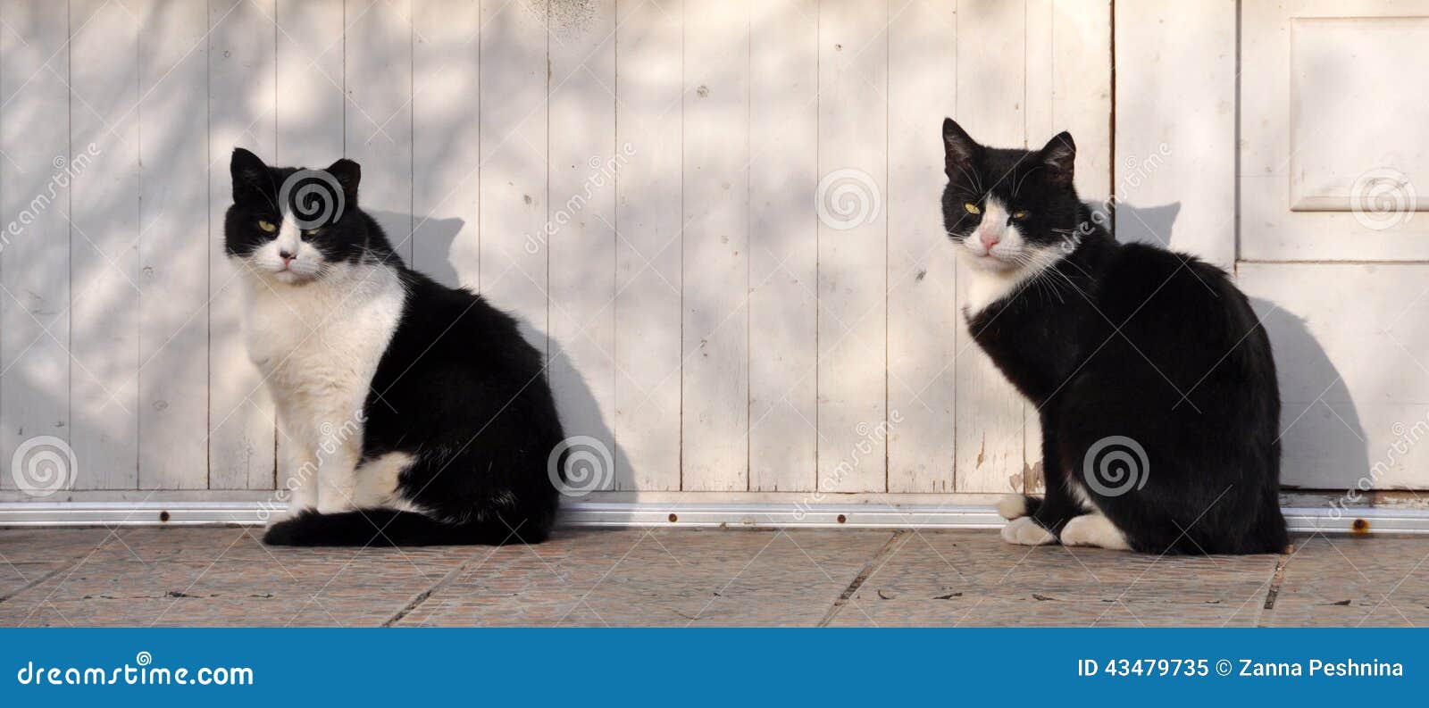 Two Identical Black and White Cat Stock Image - Image of identical ...