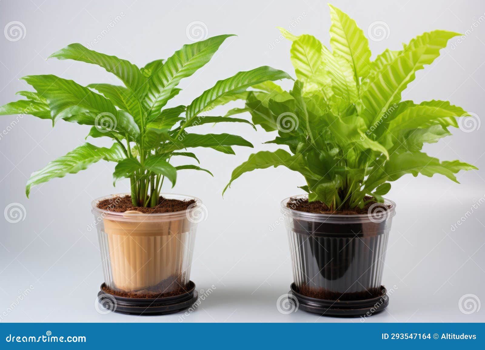 Two Identical Plants, One Plastic, One Real Stock Photo - Image of ...