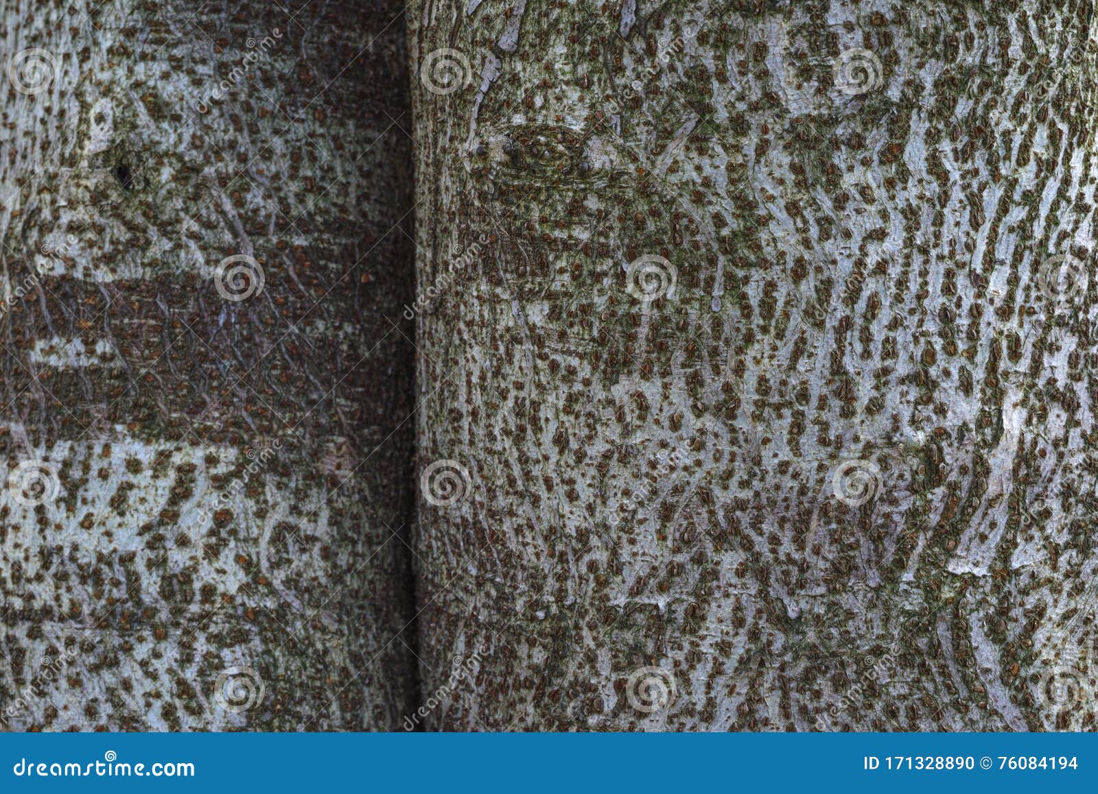 Surface texture of a tree stock photo. Image of next - 171328890