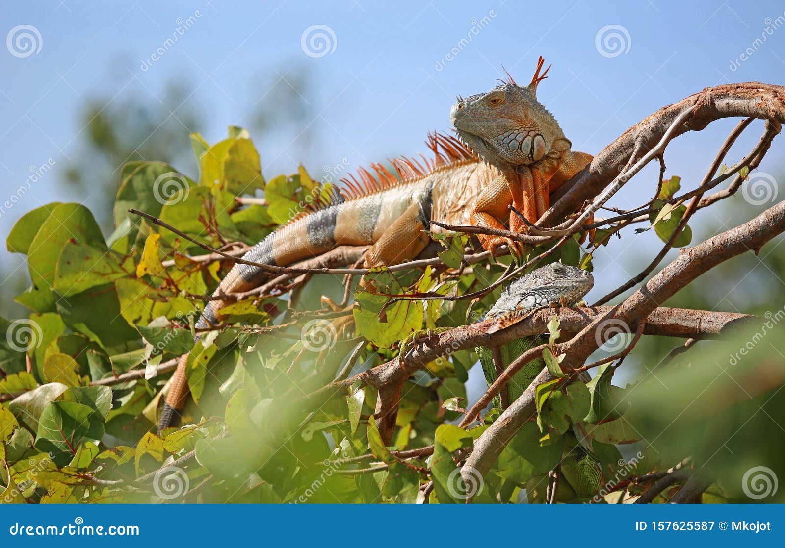 Two iguana on the tree stock image. Image of miami, tree - 157625587