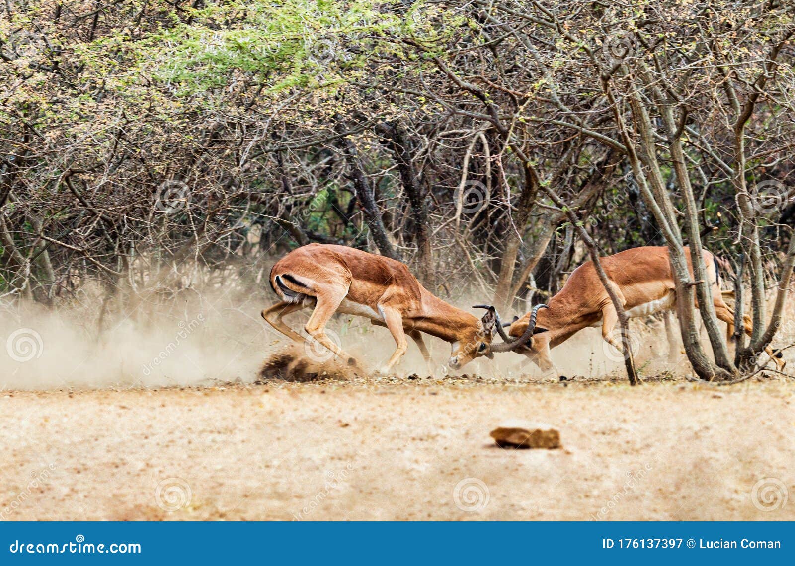 Antilopes fighting stock image. Image of african, animal - 176137397