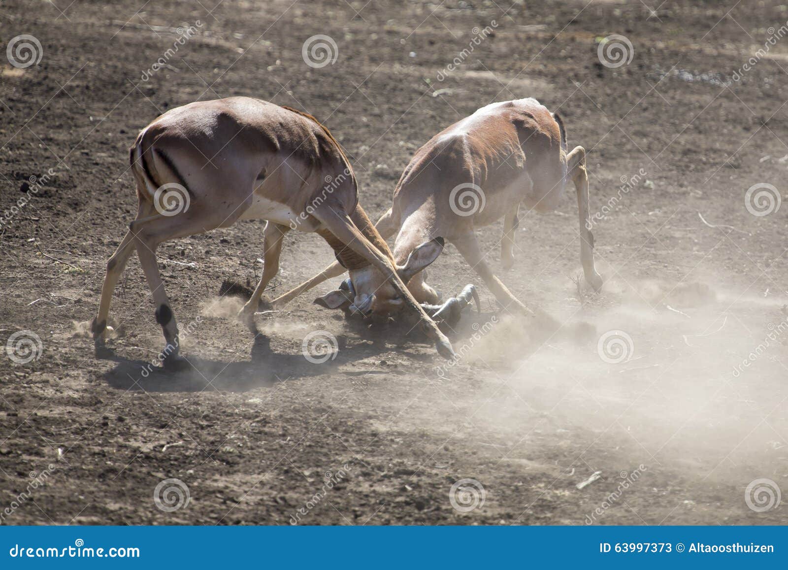 Two Impala Male Fight on Dusty Dry Sand Stock Image - Image of male ...