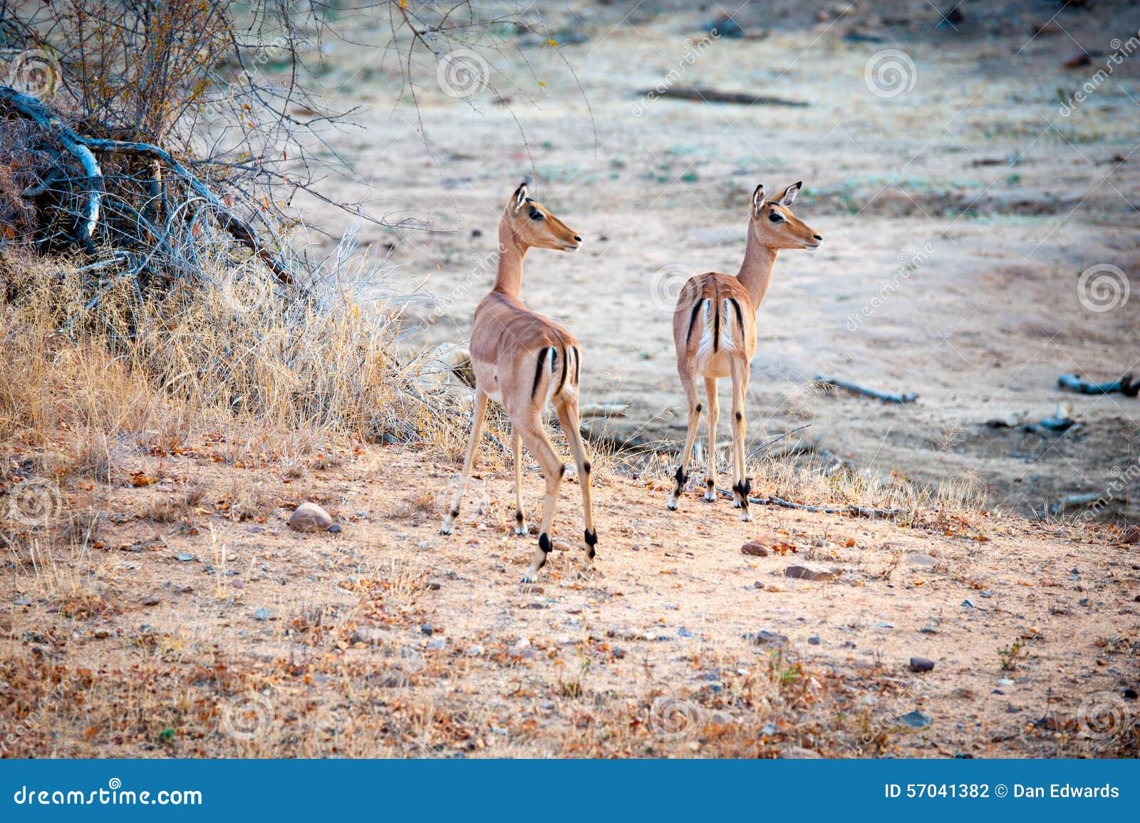 Two Impala in open ground stock photo. Image of grassland - 57041382