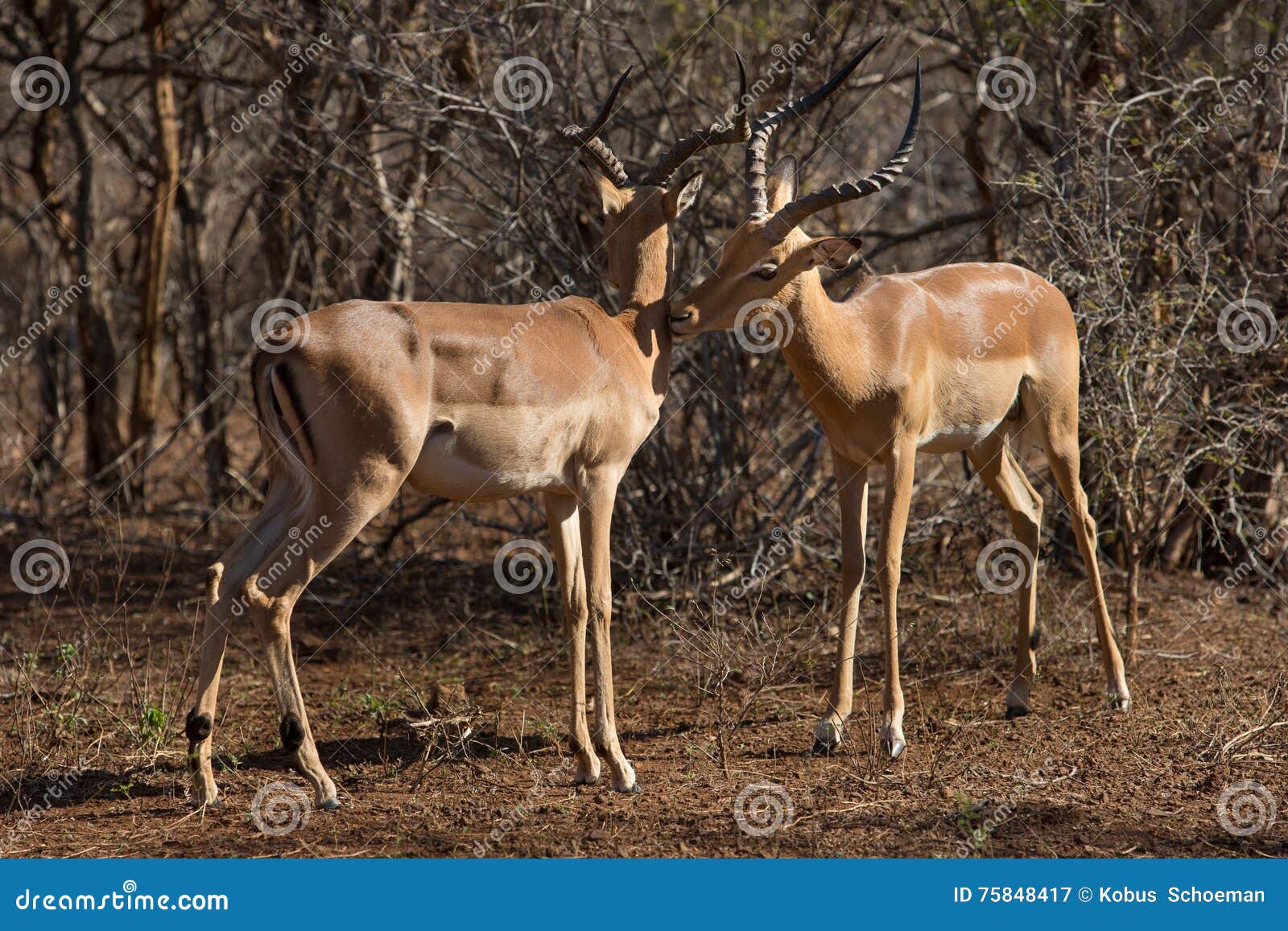 Two Impala Rams Facing Each Other Stock Image - Image of game, rooibok ...