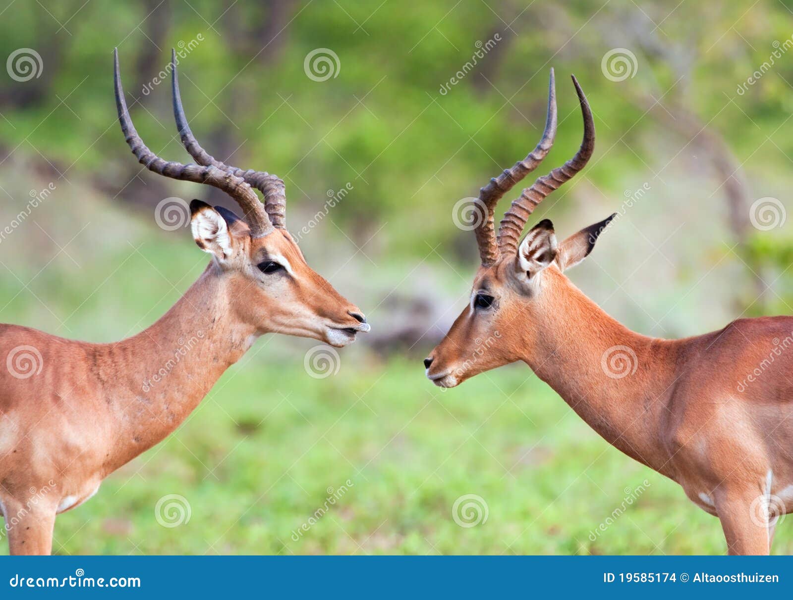 Two Impala Rams Squaring Off Stock Photo - Image of attentive, safari ...