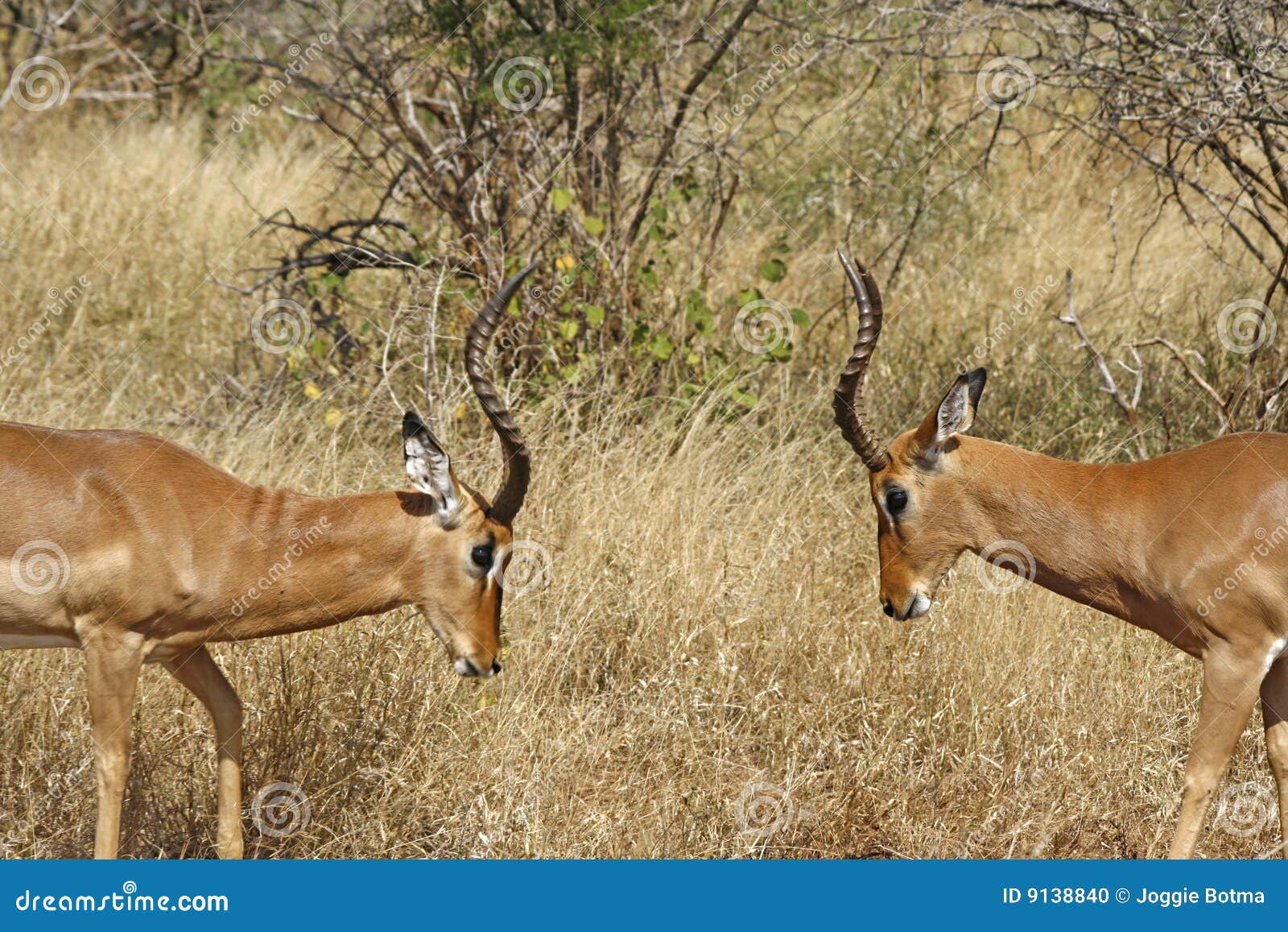 Two impalas fighting stock photo. Image of impala, dominant - 9138840