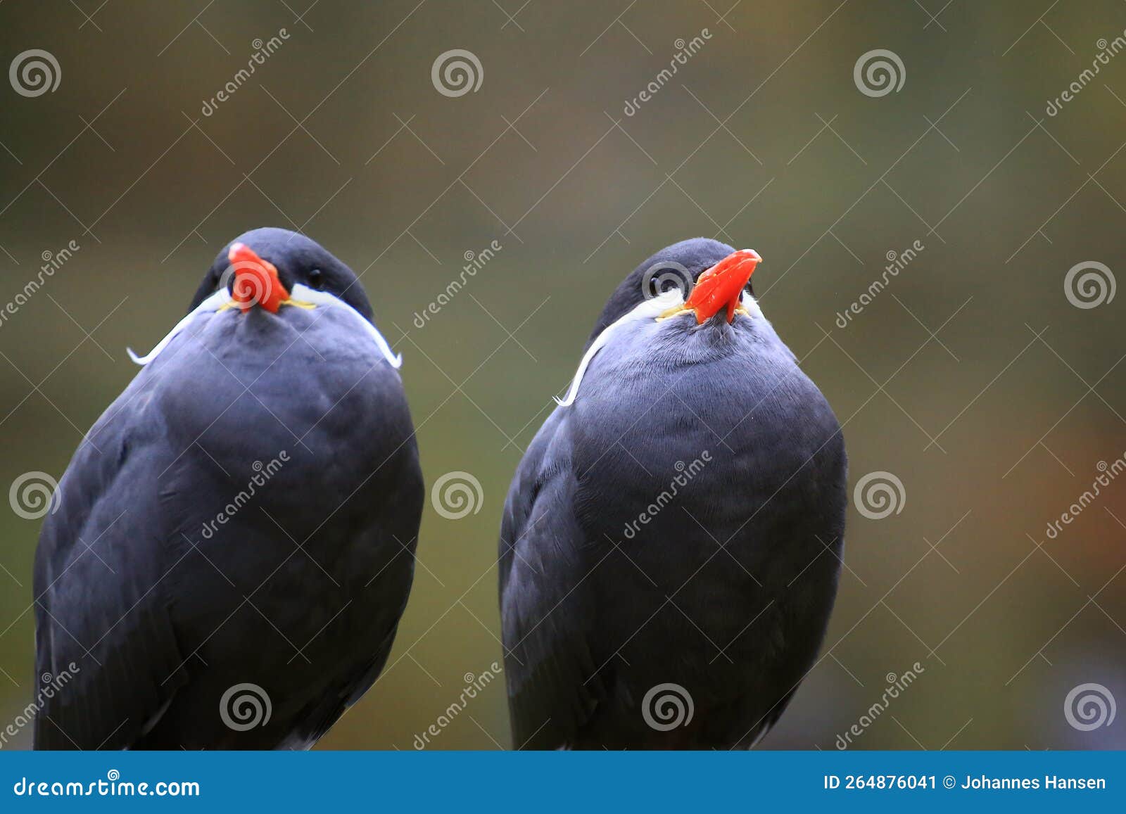 Two Inca Terns (Larosterna Inca) Seen from the Front Stock Image ...