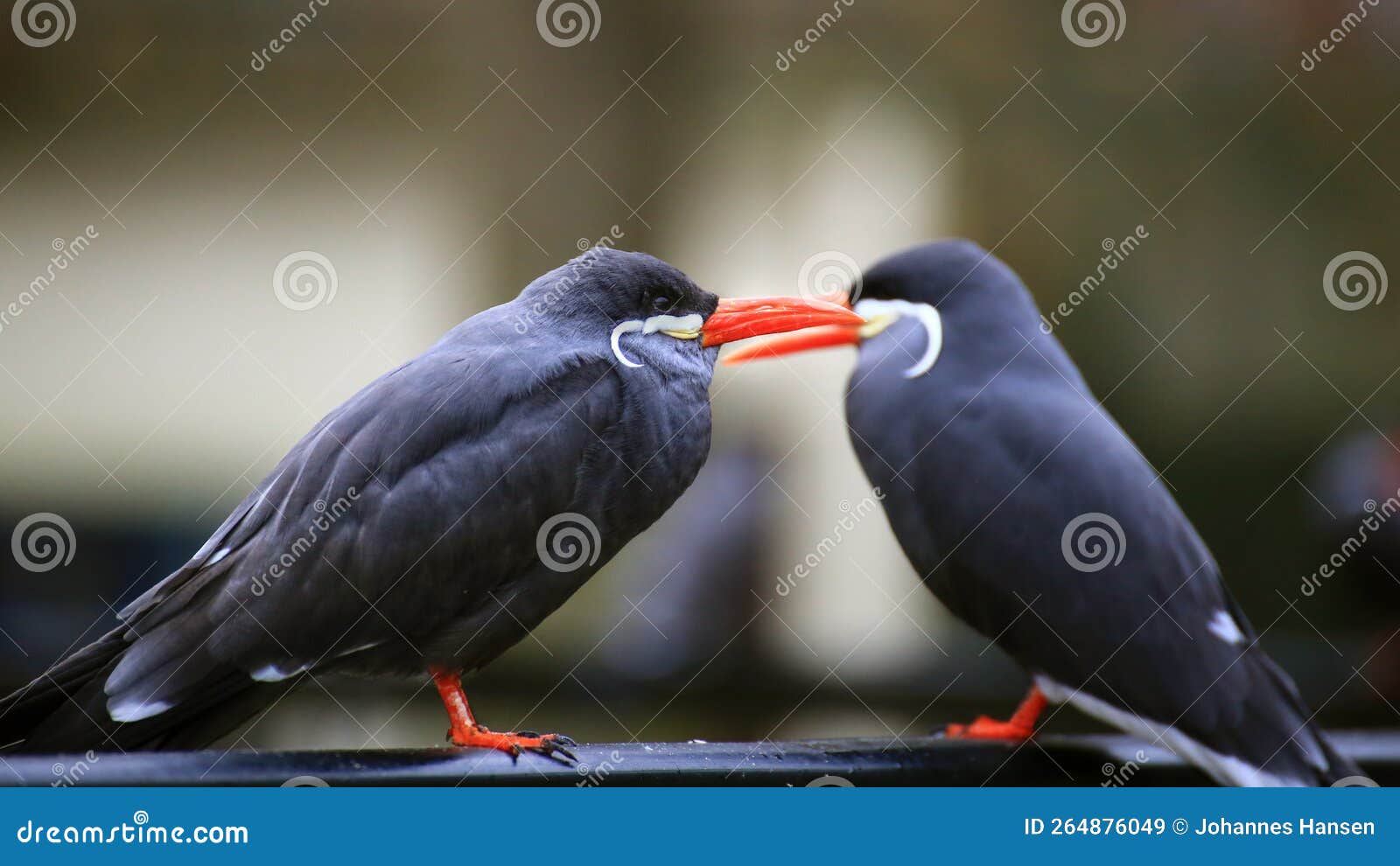 Two Inca Terns (Larosterna Inca) Seen from the Side Stock Image - Image ...