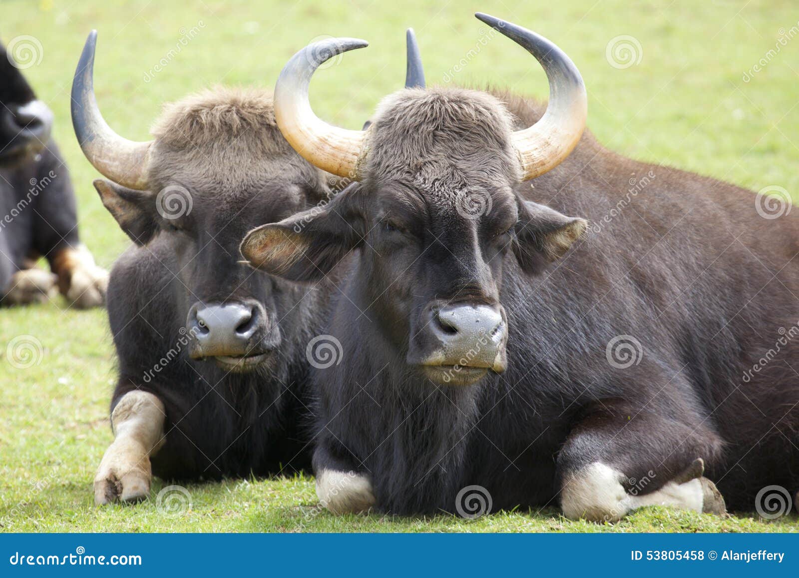 Two Indian Bison stock photo. Image of animal, gaur, indian - 53805458