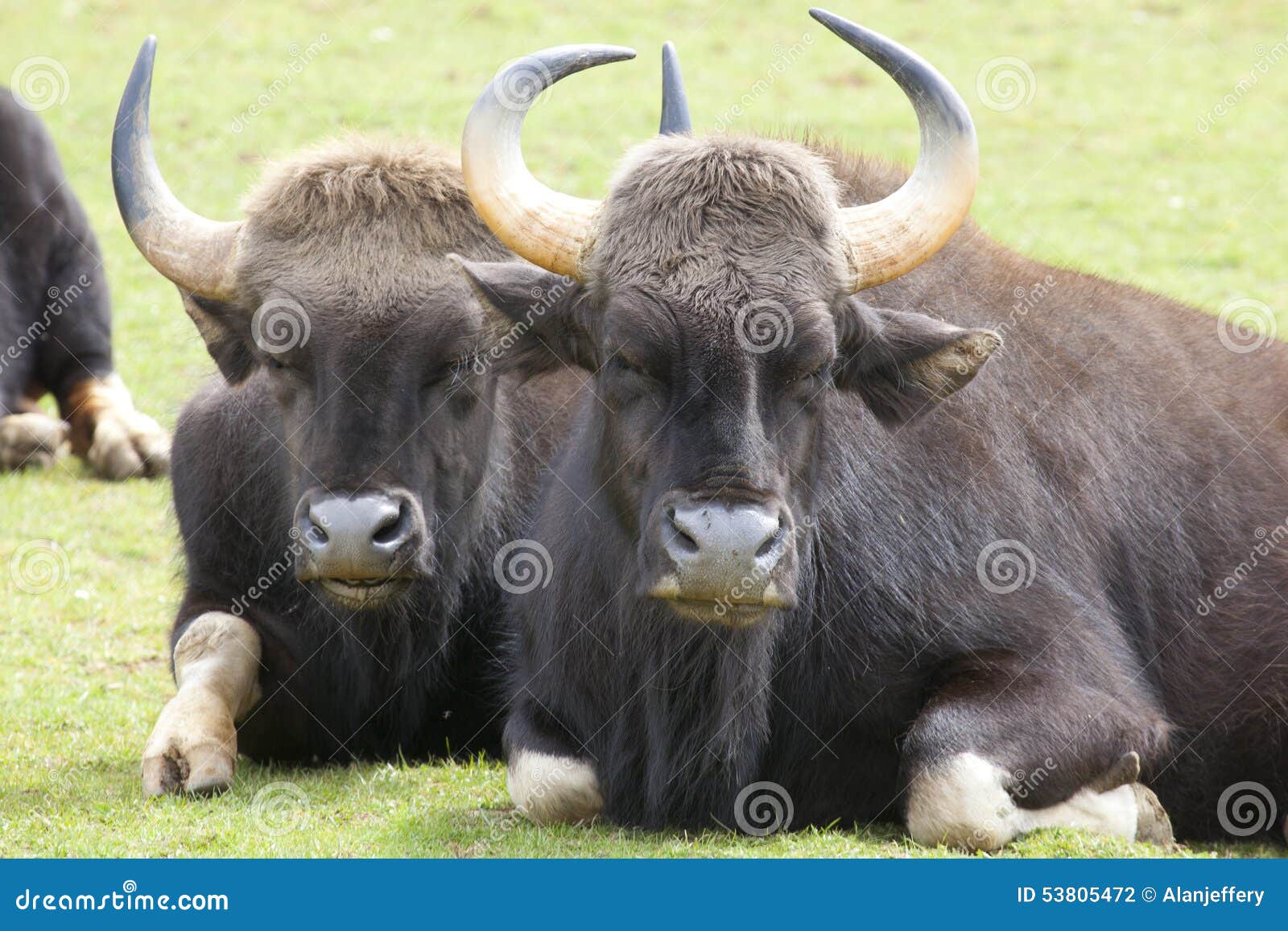 Indian Bison Or Indian Gaur In A Forest In Kerala Stock Image ...