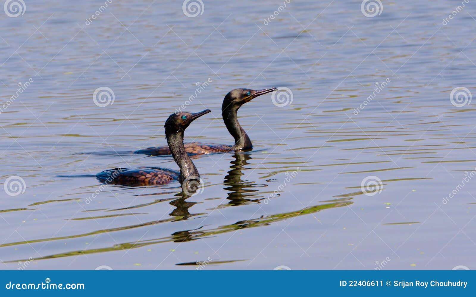 Two Indian Cormorants Swimming in Water Stock Image - Image of ...