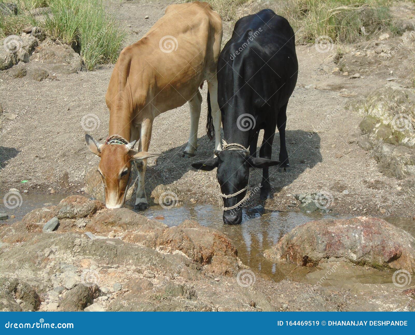 Two Indian Cows Brown and Black Stock Image - Image of indian, black ...