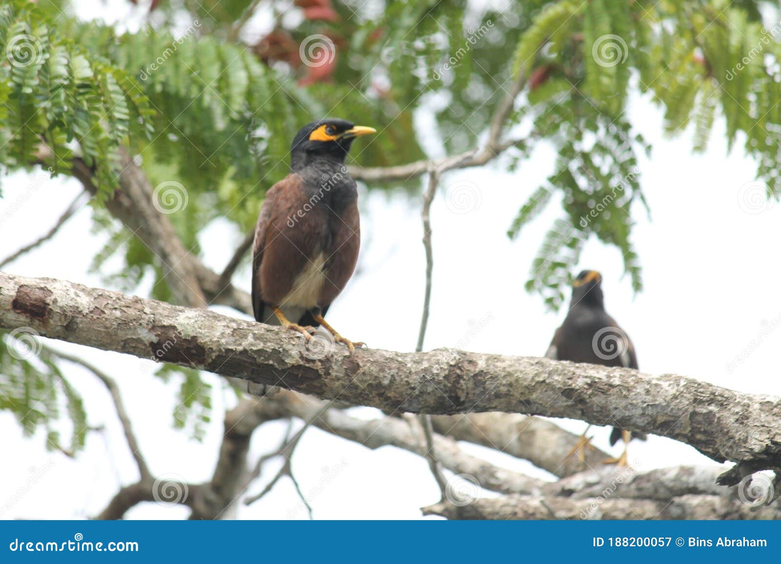 Indian Cuckoo Sitting On A Branch Royalty-Free Stock Image ...