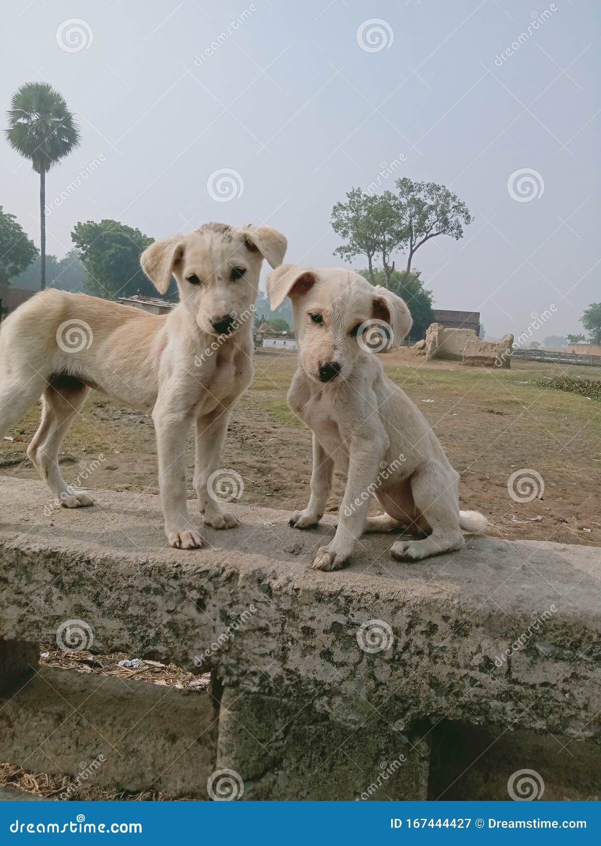 Two Indian Dog these are Another Brother Stock Image - Image of nice ...