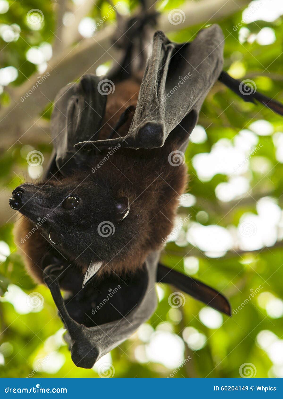 Two Indian flying foxes stock image. Image of flying - 60204149