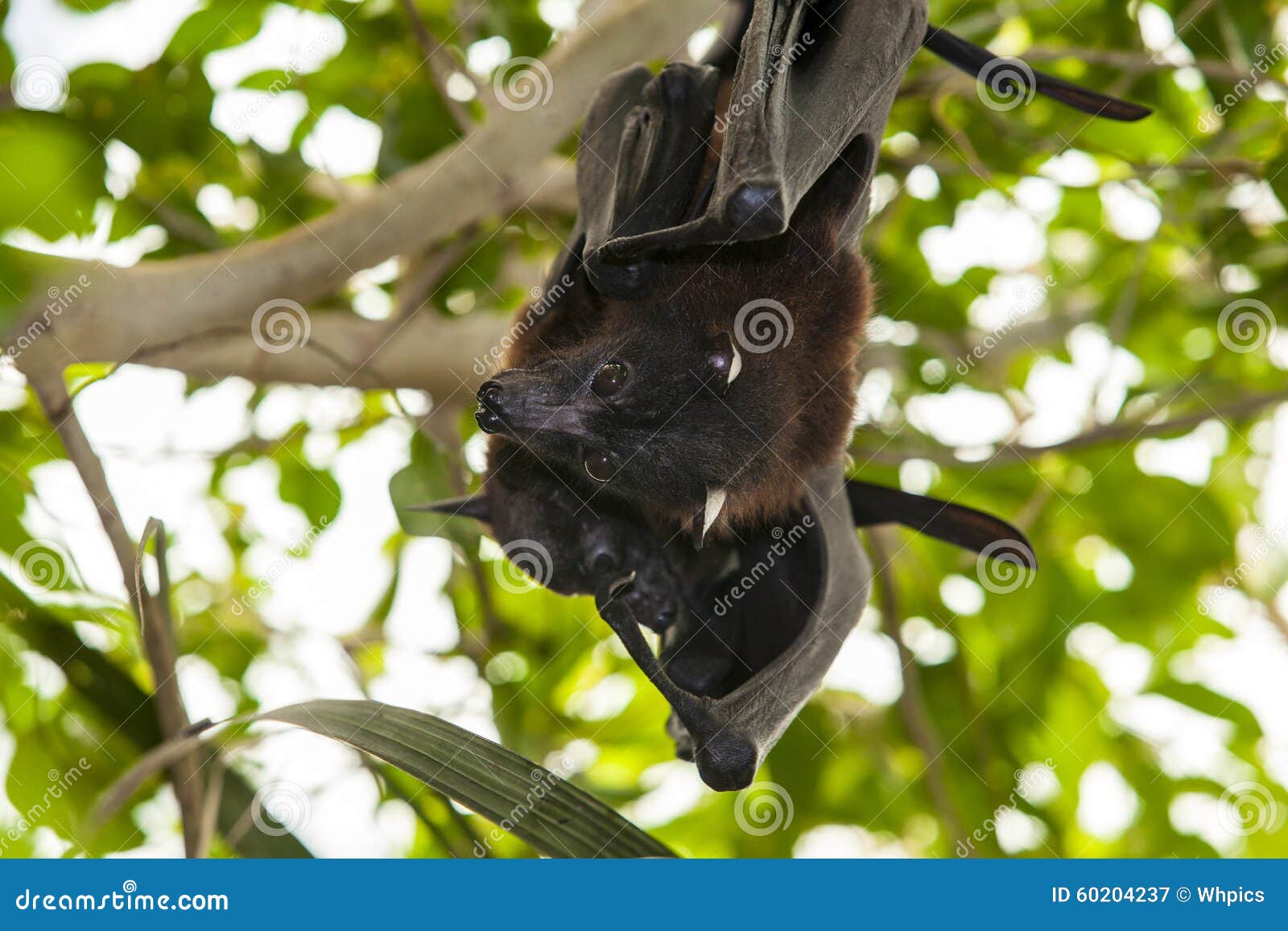 Two Indian flying foxes stock image. Image of captivity - 60204237