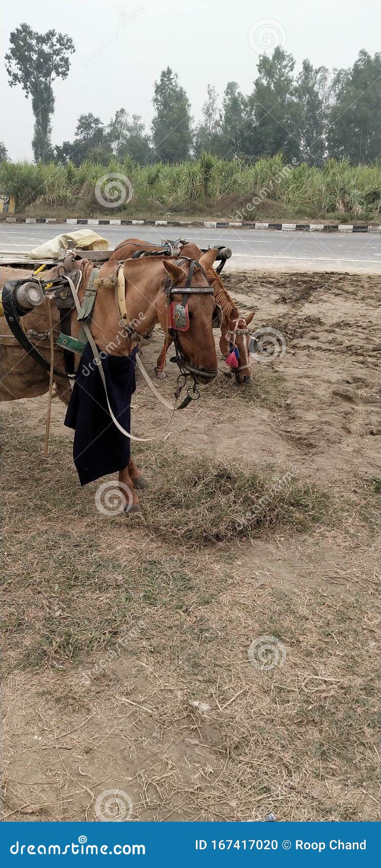 Two Indian horses stock photo. Image of horse, leafs - 167417020
