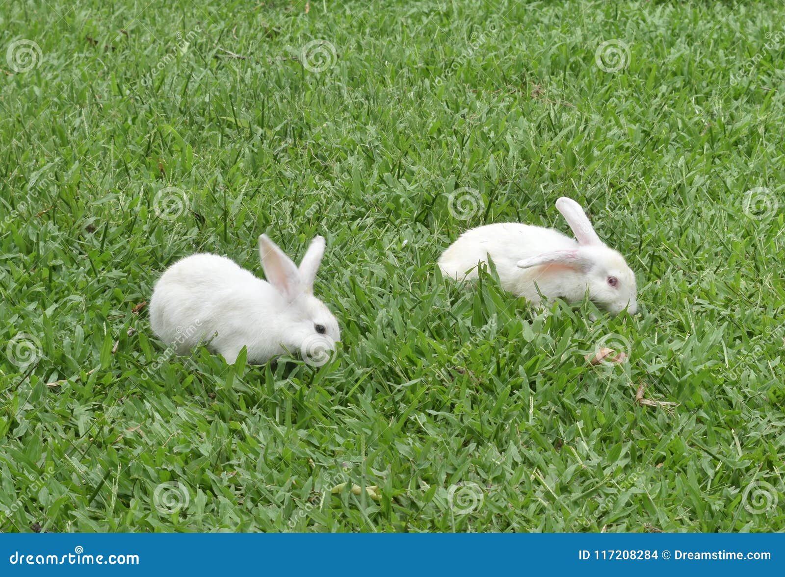 Two Indian Rabbit Playing in Garden Stock Photo - Image of field ...