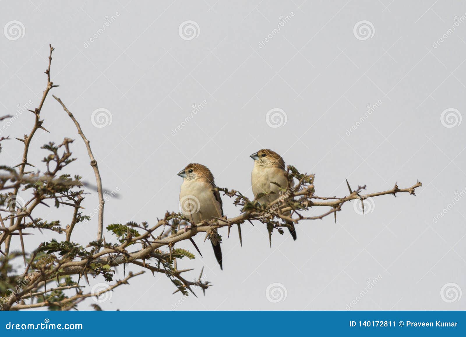 Two Indian Silver Bill Birds Perching on Thorny Twig Looking Sideways ...