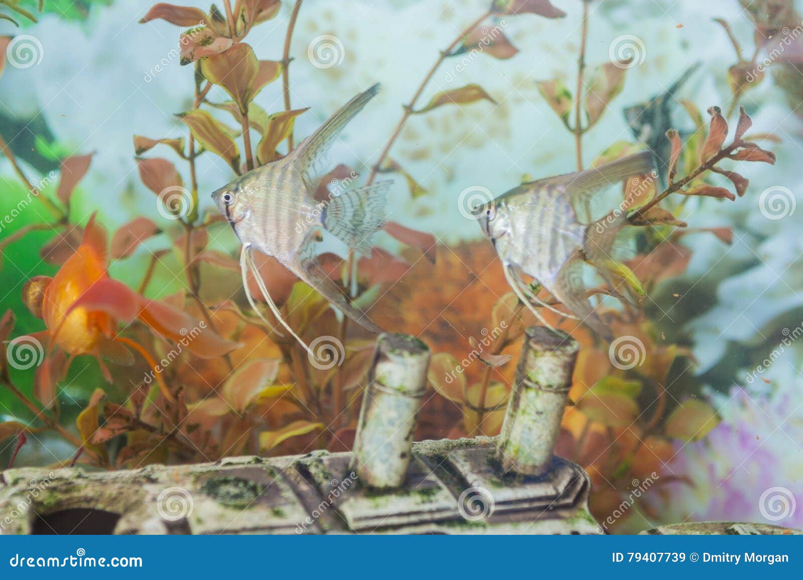 Two Individuals of Ordinary Scalare Fish in One Personal Aquarium Stock ...