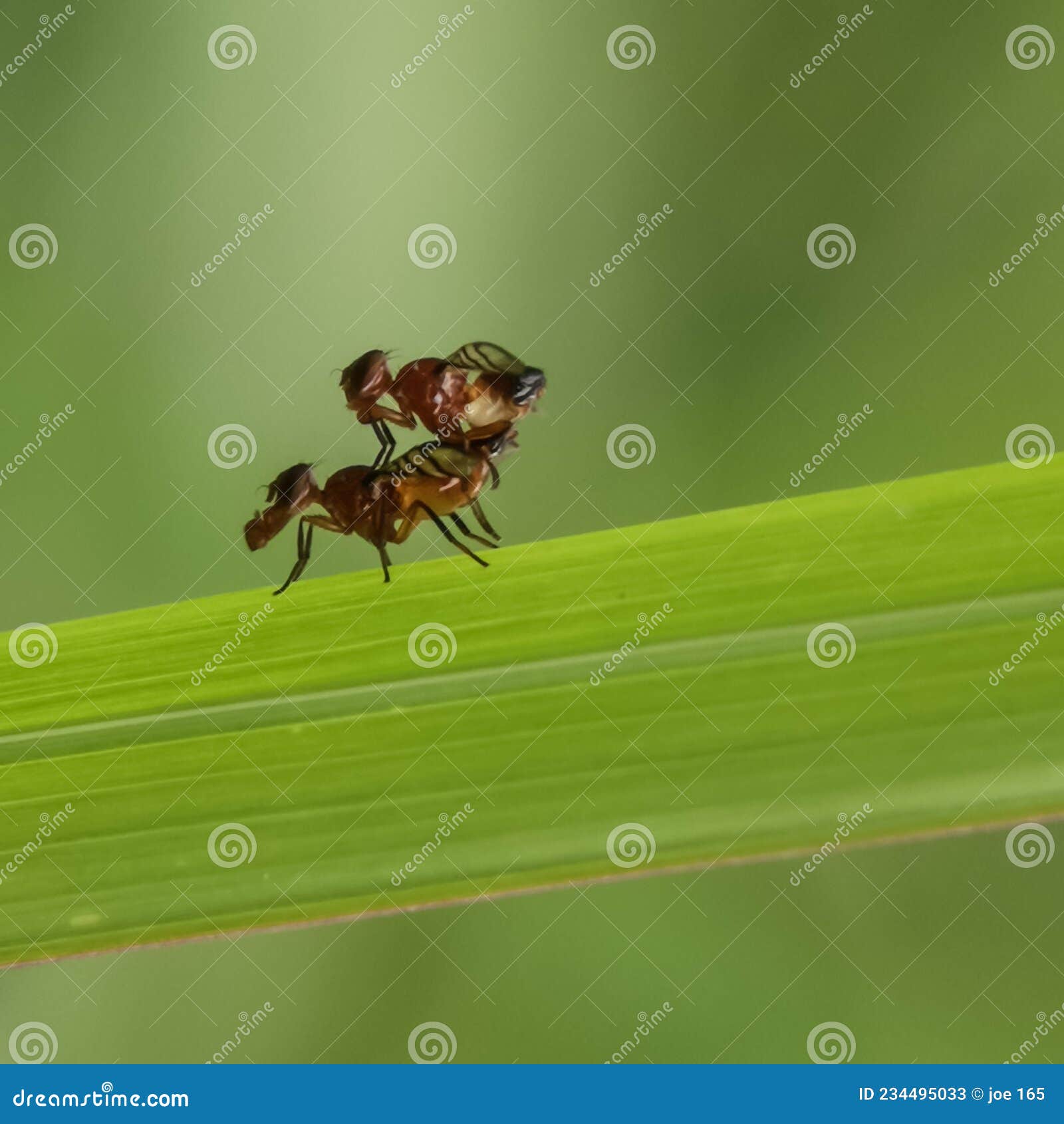 Two insects become one. stock image. Image of flower - 234495033