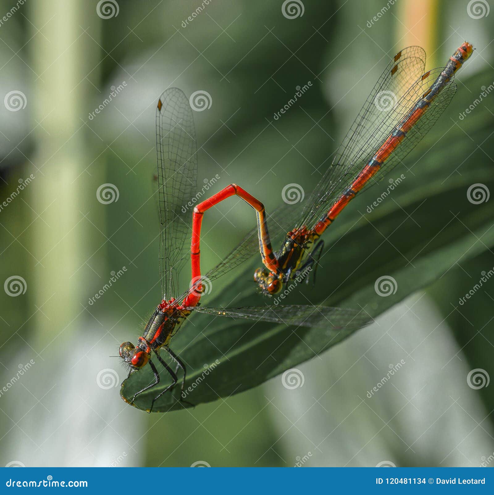 Two Red Dragonfly Insects Mating on Green Leaf the Shape Stock Photo ...