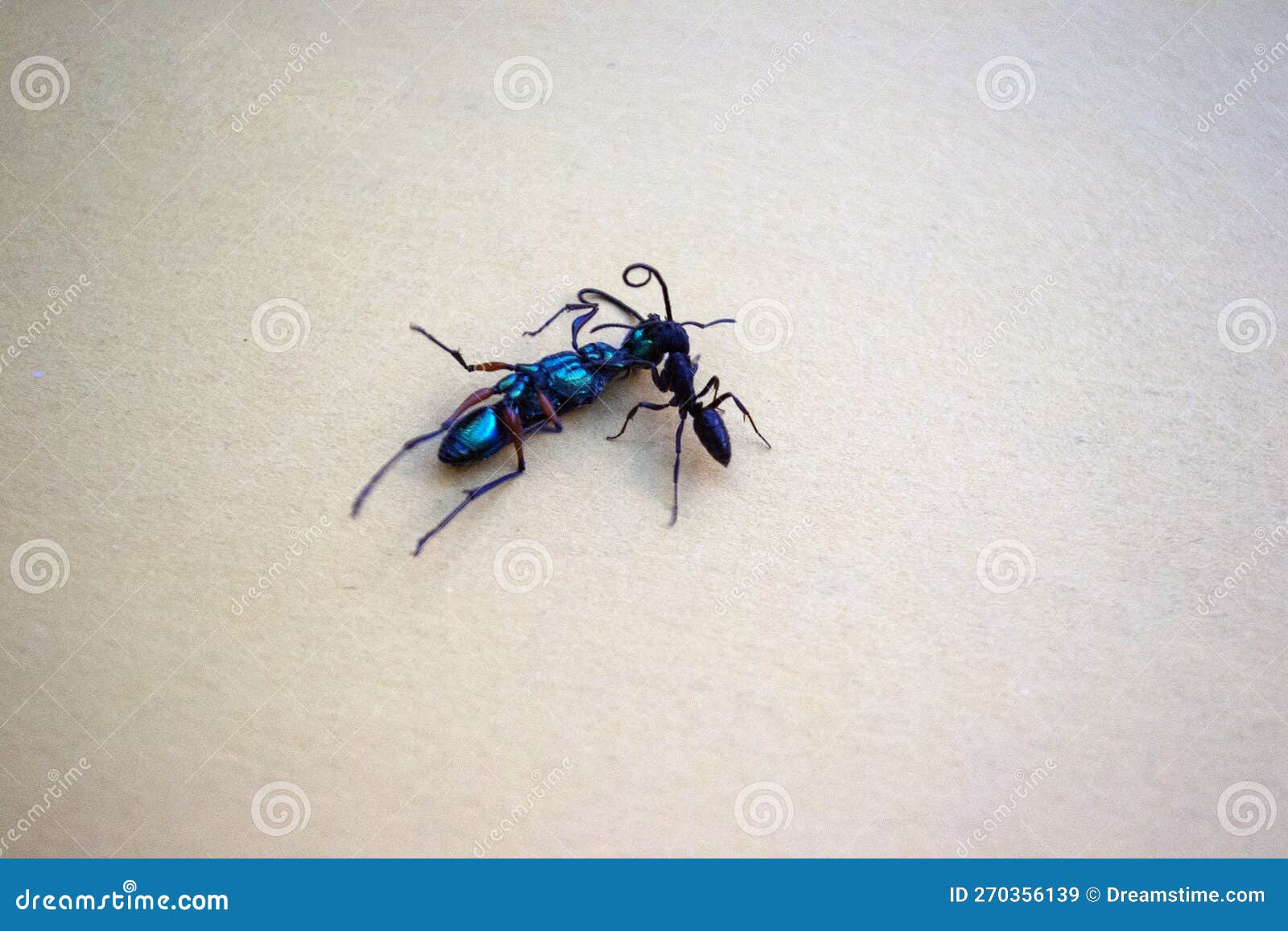 Two Insects are Fighting on a Sunny Day Stock Image - Image of ...