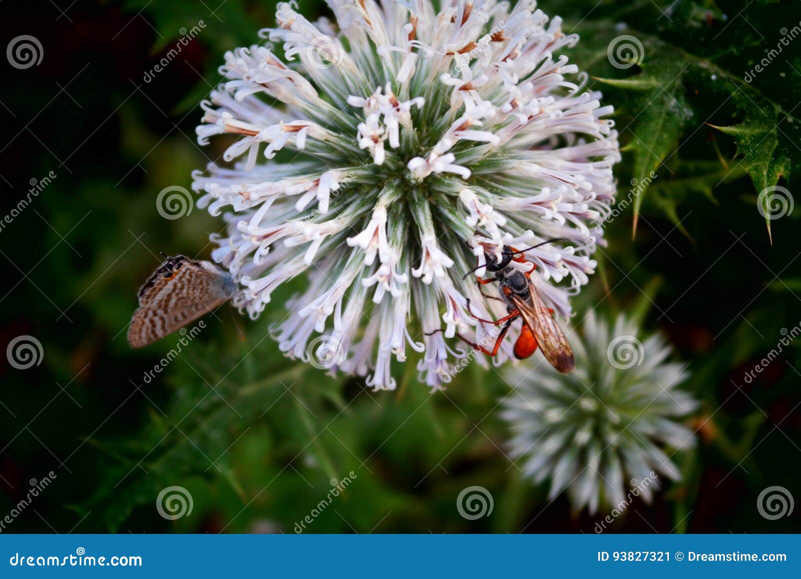 Two insects on a flower stock image. Image of white, blossom - 93827321