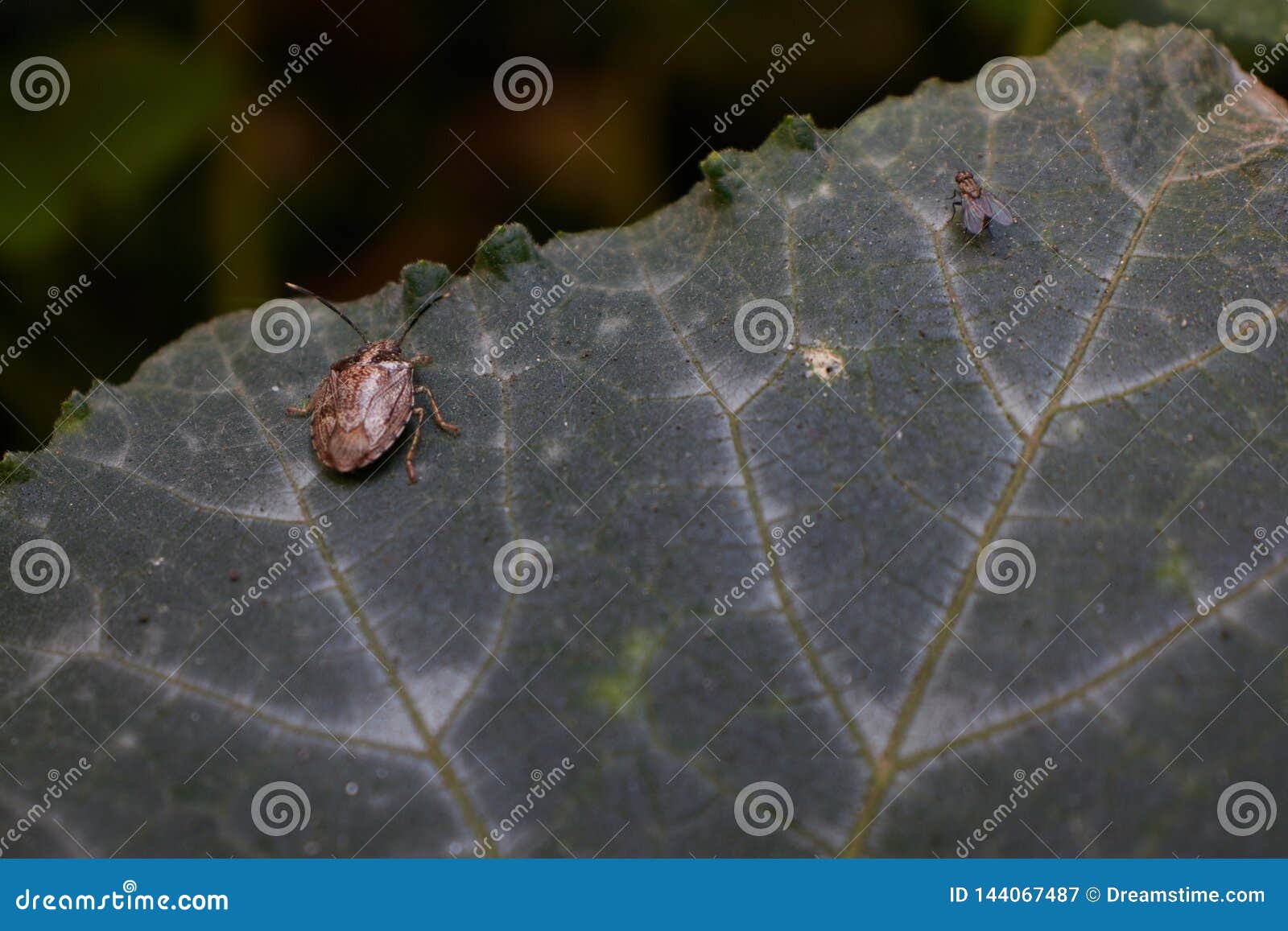 Two Insects Hanging Around on a Leaf Stock Image - Image of insects ...