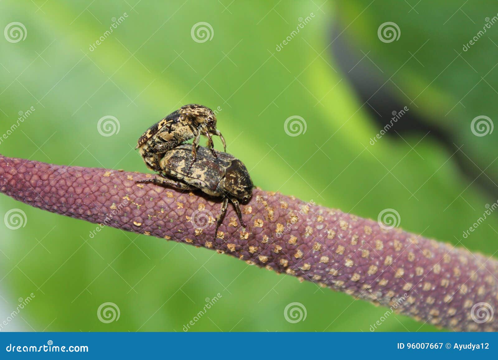 Two insects stock image. Image of love, beautiful, indonesia - 96007667