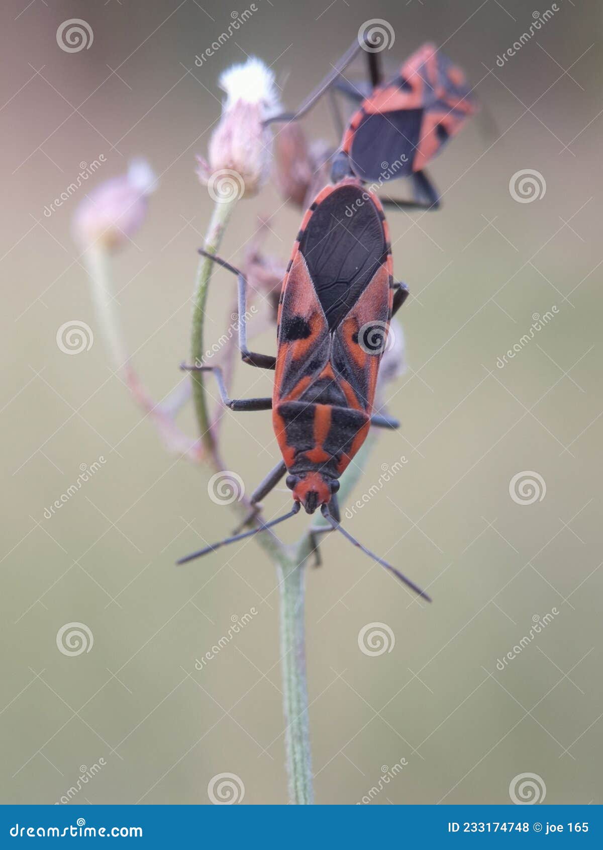 Two insects in love stock photo. Image of invertebrate - 233174748