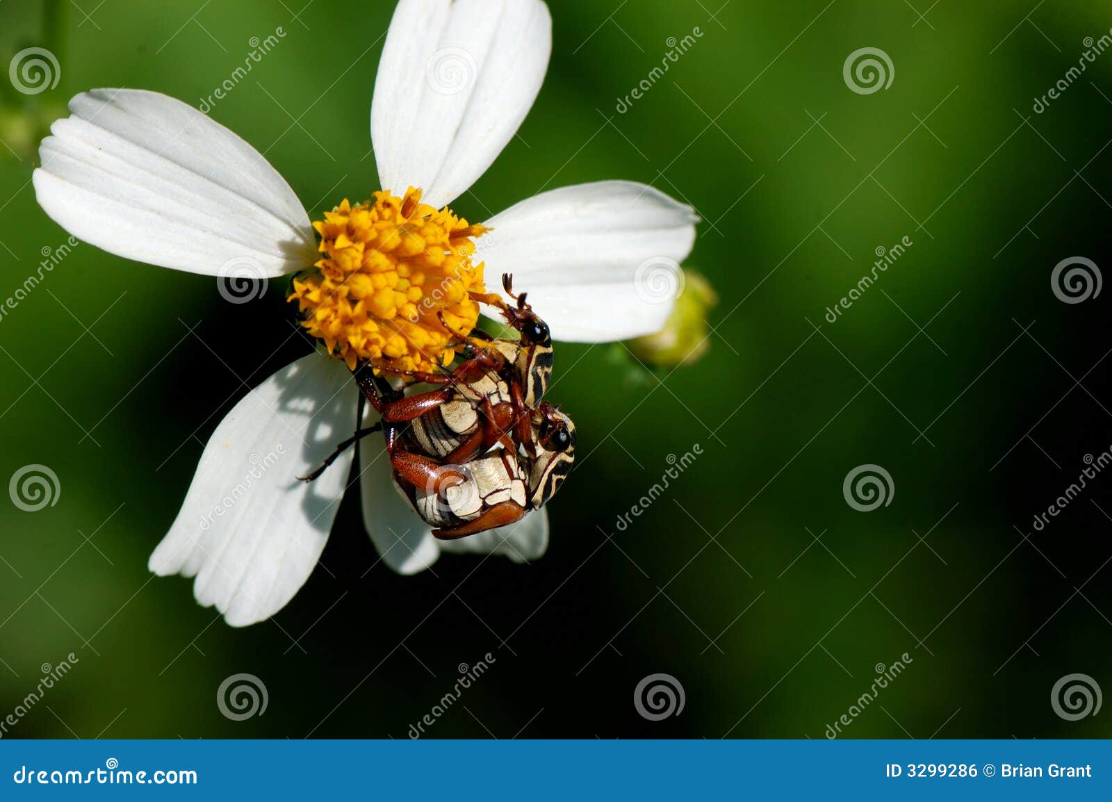 Two insects mating stock photo. Image of common, trigonopeltastes - 3299286